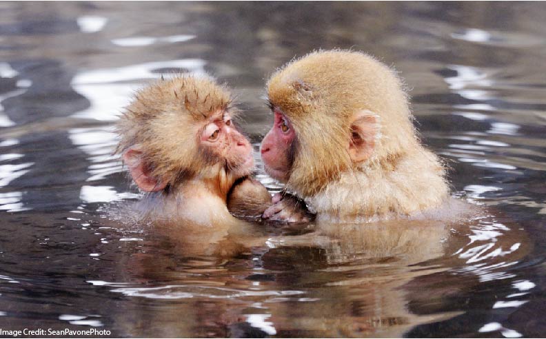 Uniquely Human: How Animals Differ From People – Education & Teacher ...